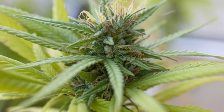 Medical Marijuana: Strains Guide For Beginners